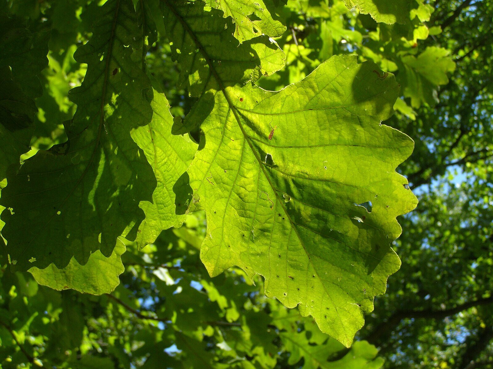 4 Best Native Trees for Your Central Texas Landscape