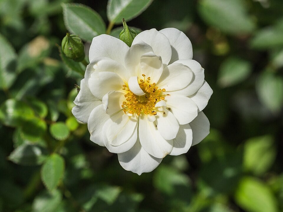 Signs Your Roses Might Have Rose Rosette Virus