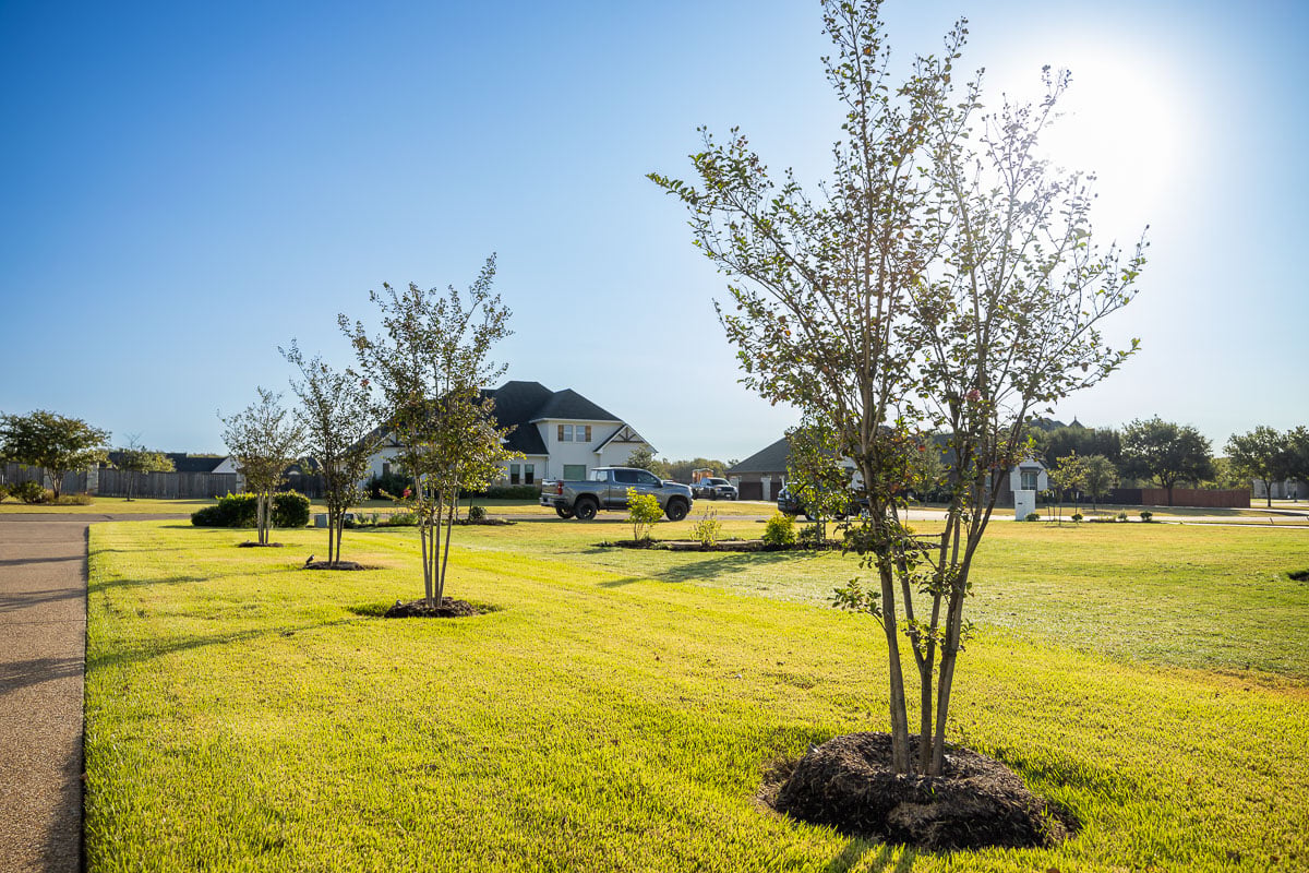 4 Best Native Trees for Your Central Texas Landscape